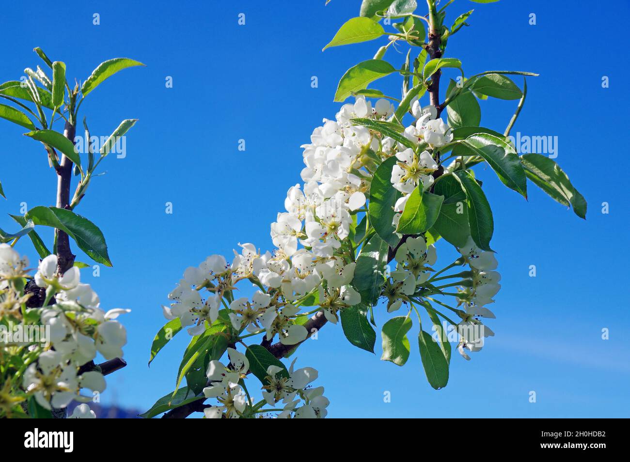 Branch of a flowering fruit tree, Hardangerfjord, Lofthus, Fjordland ...