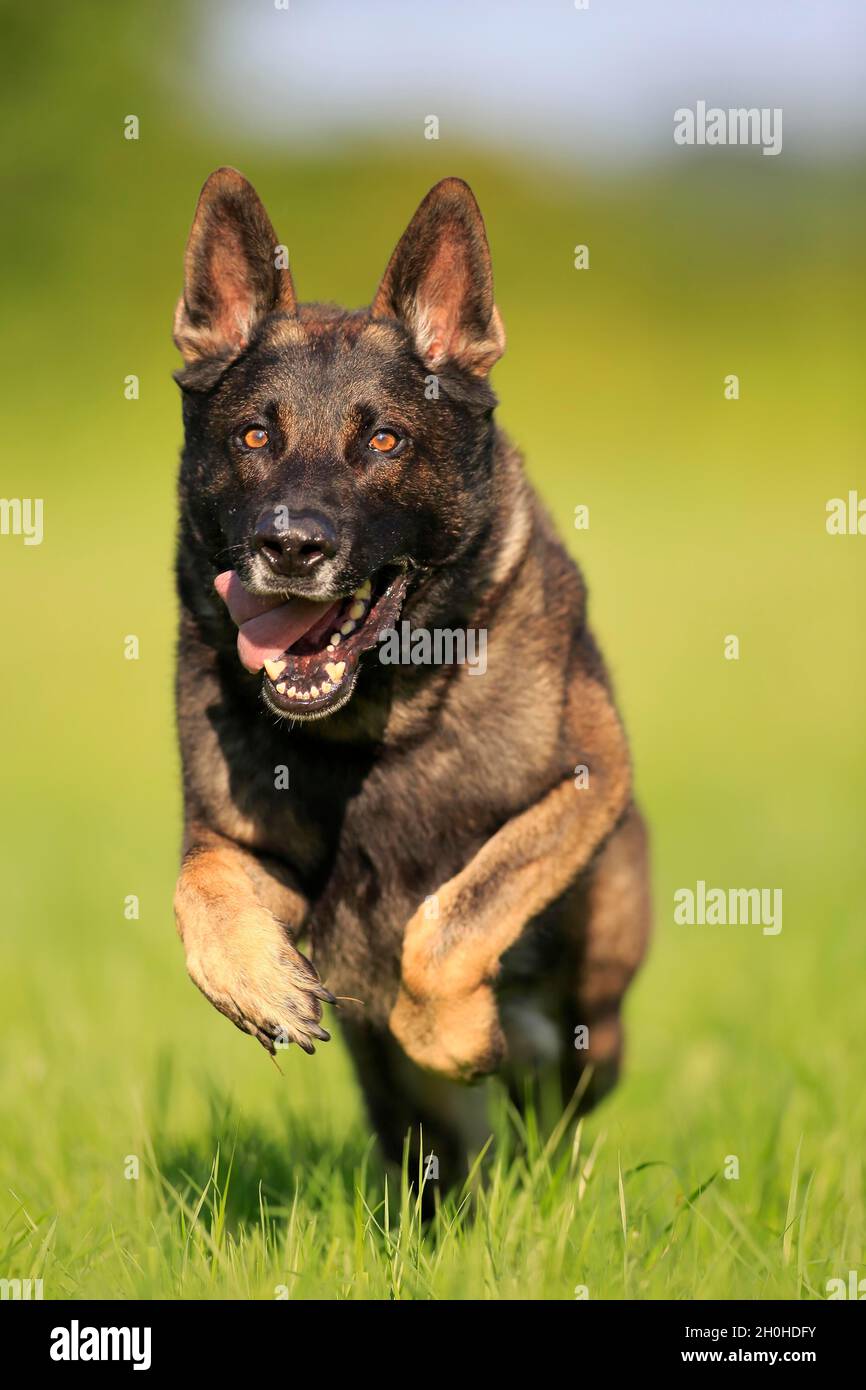 German shepherd Domestic dog (Canis lupus familiaris), adult, male ...