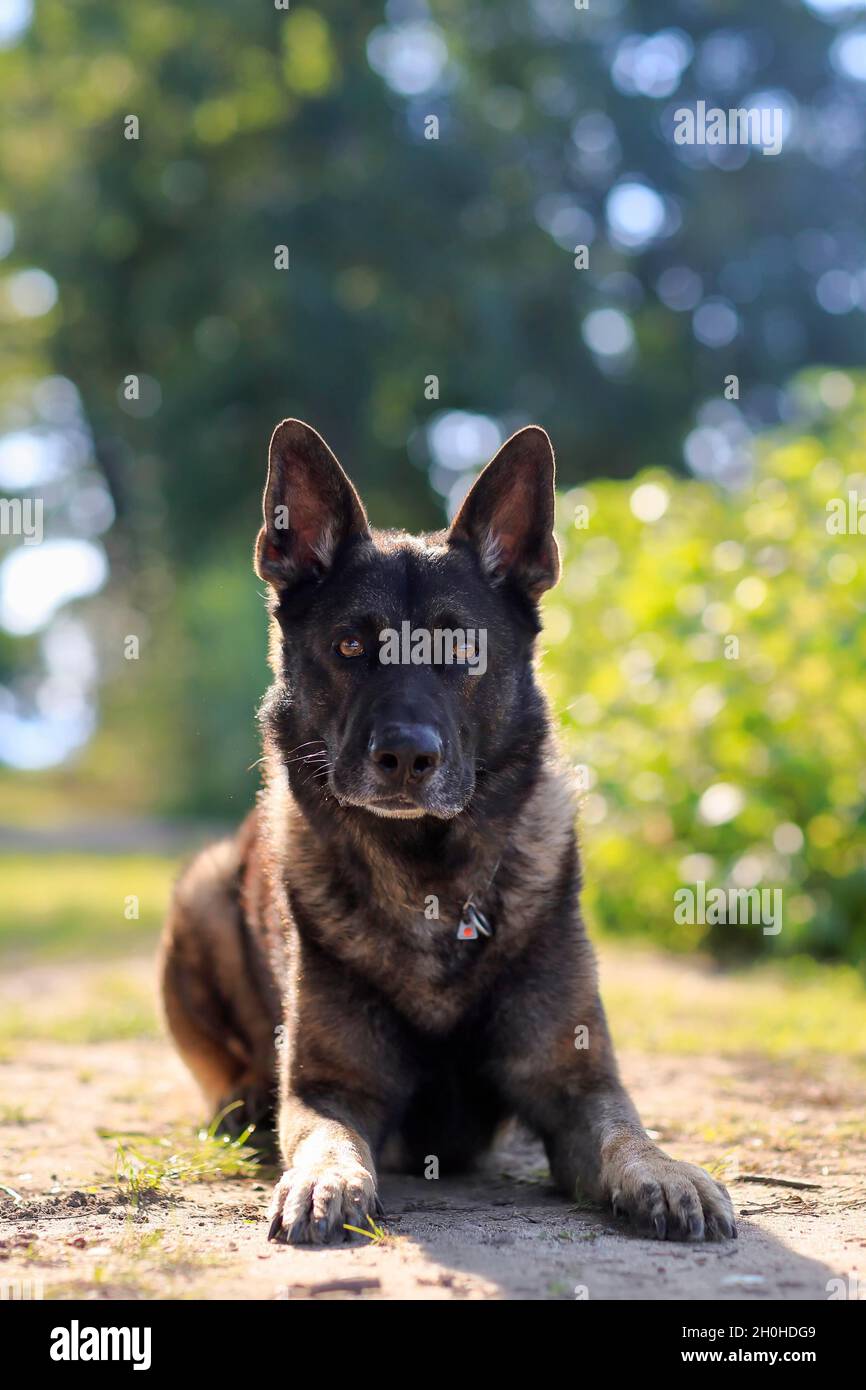 German shepherd canis lupus hi-res stock photography and images - Alamy