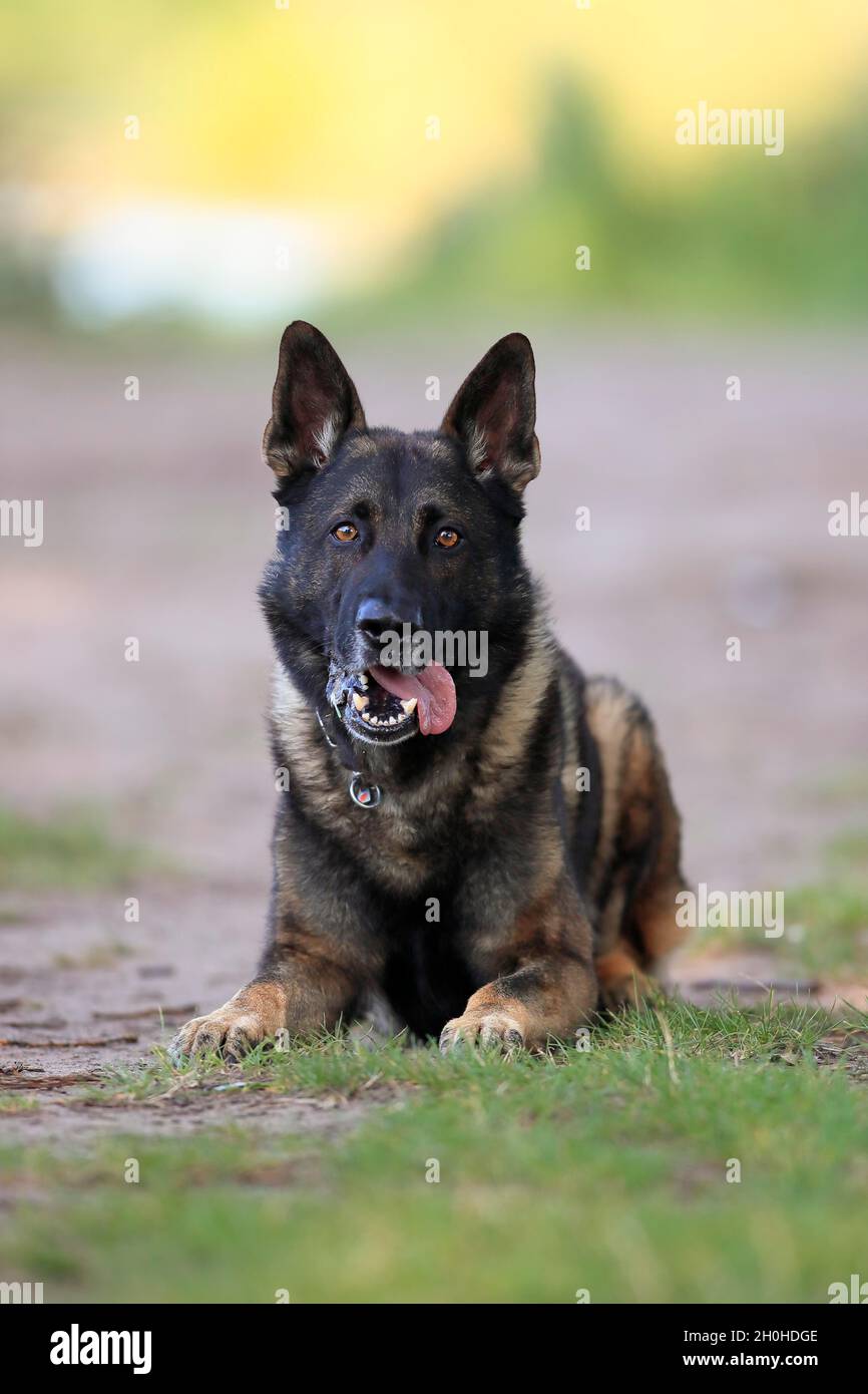 German shepherd canis lupus hi-res stock photography and images - Alamy