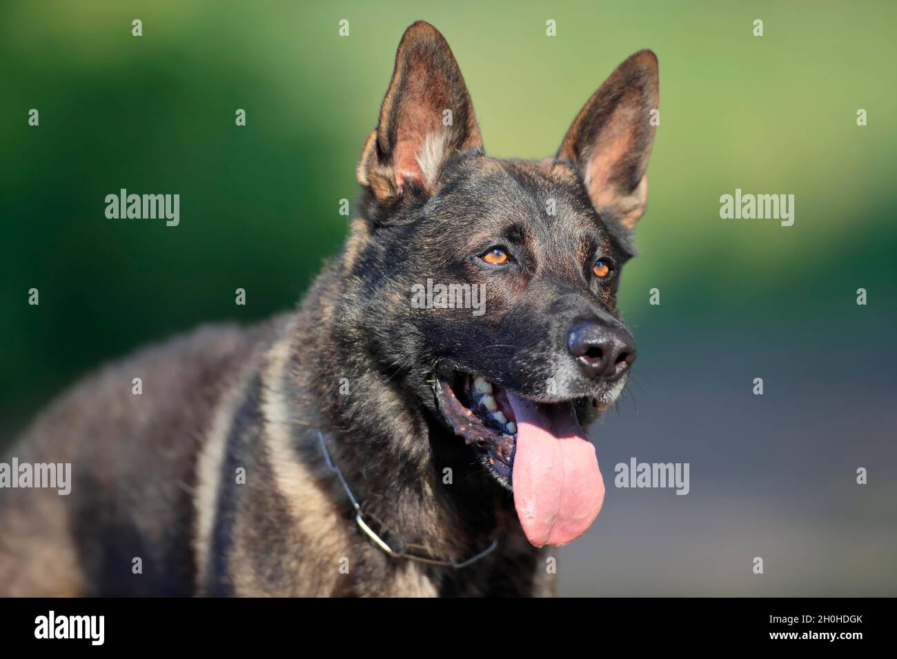 German shepherd Domestic dog (Canis lupus familiaris), adult, male ...