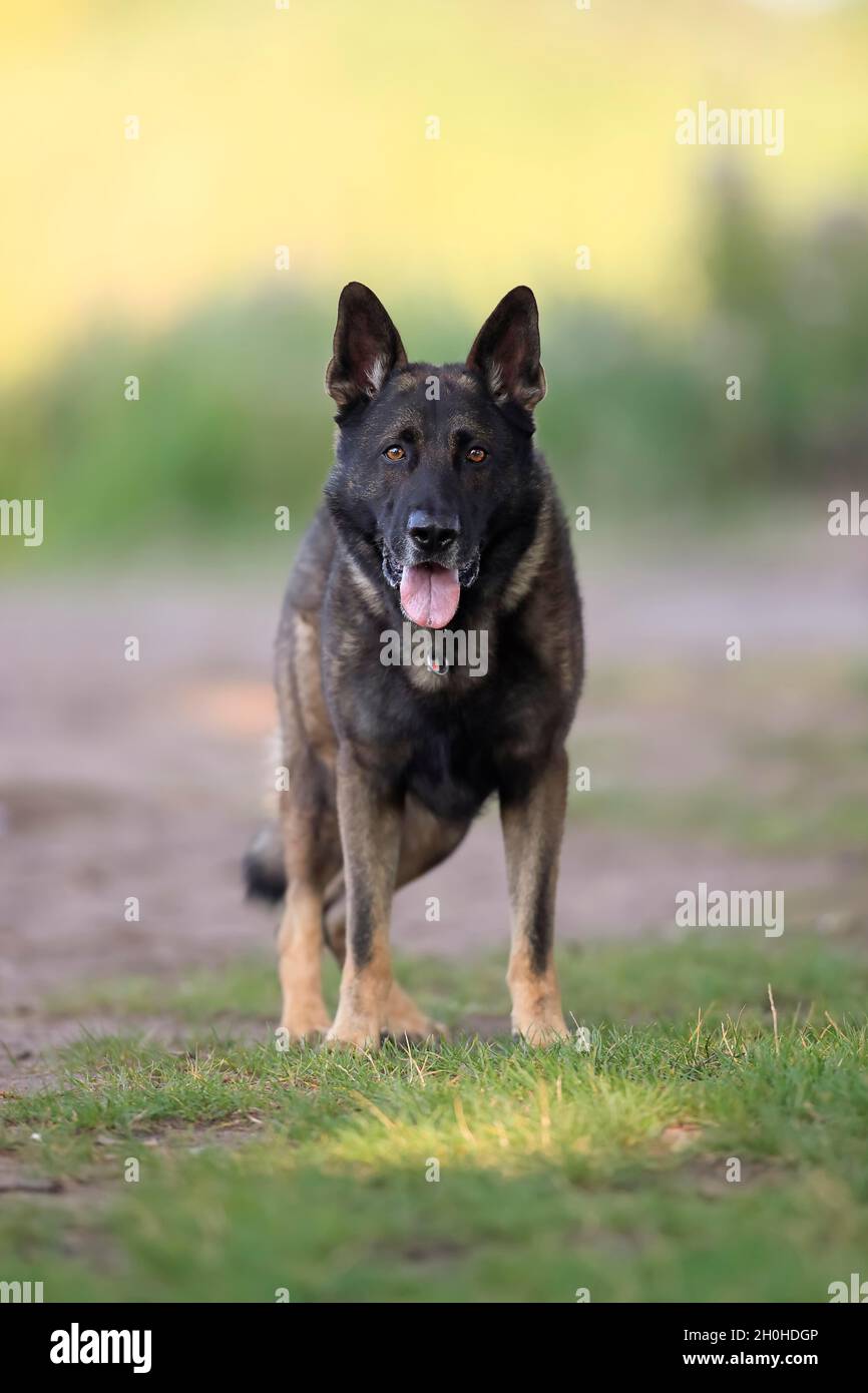 German shepherd dog adult standing hi-res stock photography and images ...