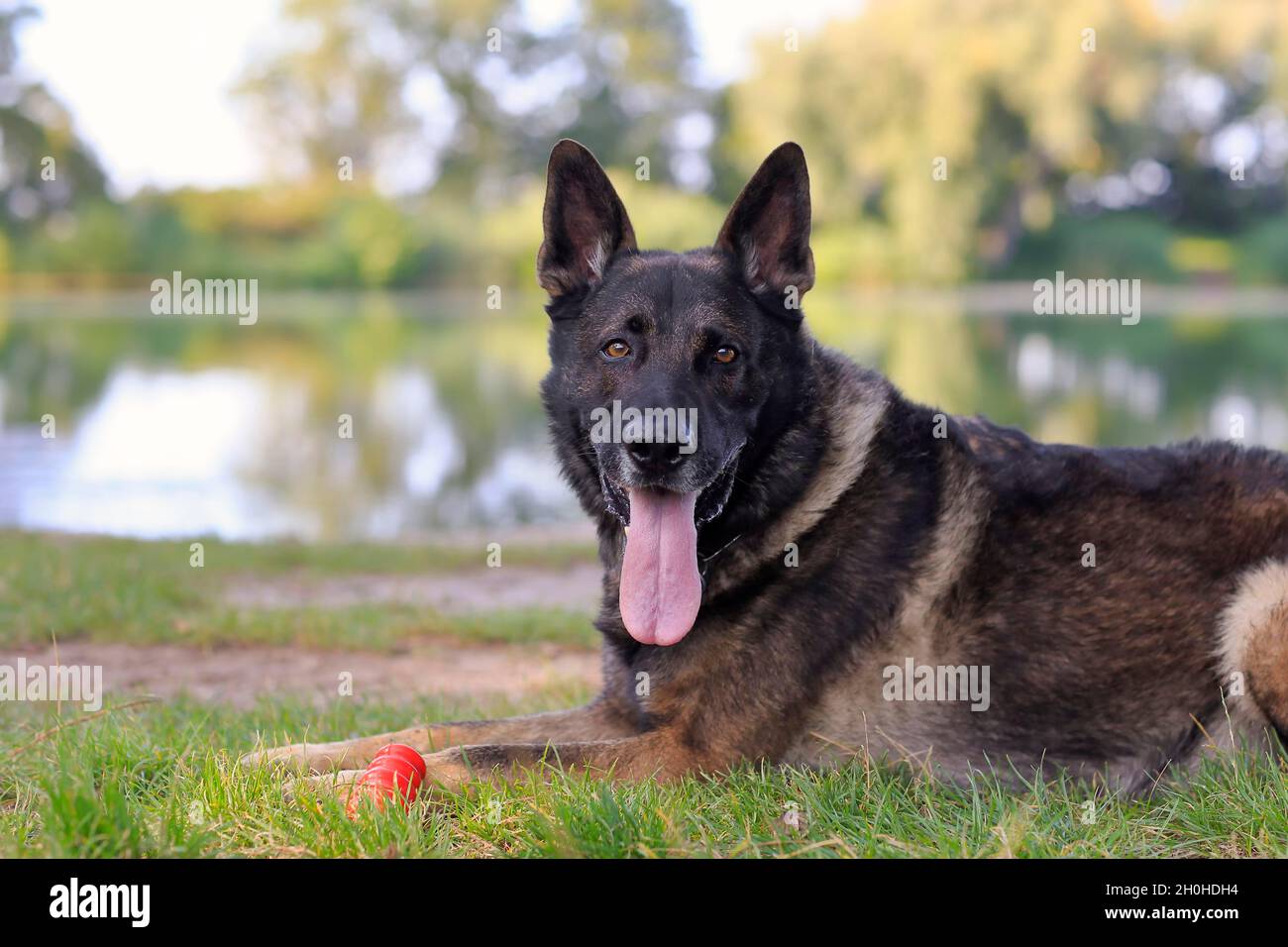 German shepherd Domestic dog (Canis lupus familiaris), adult, male ...