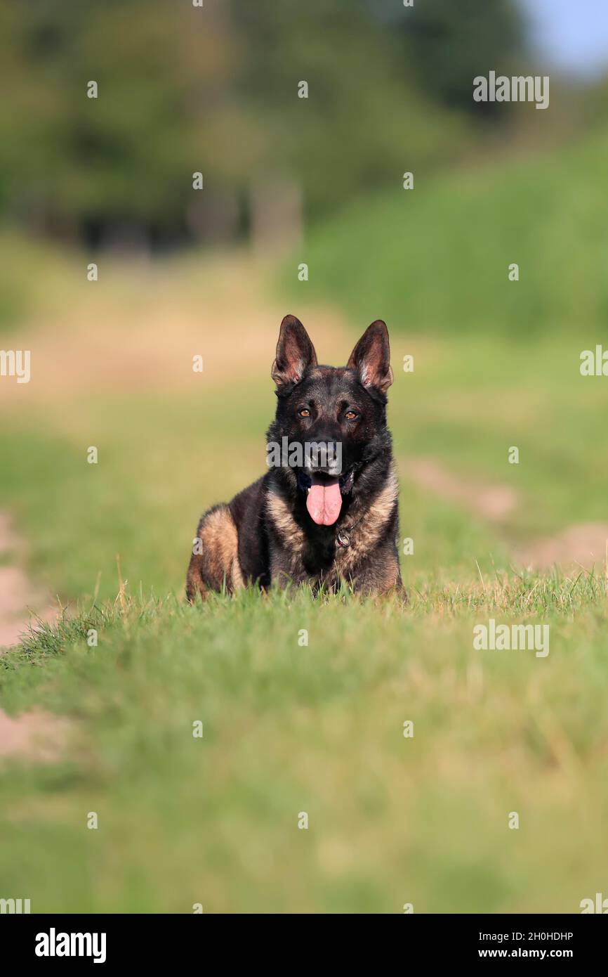 German shepherd canis lupus hi-res stock photography and images - Alamy