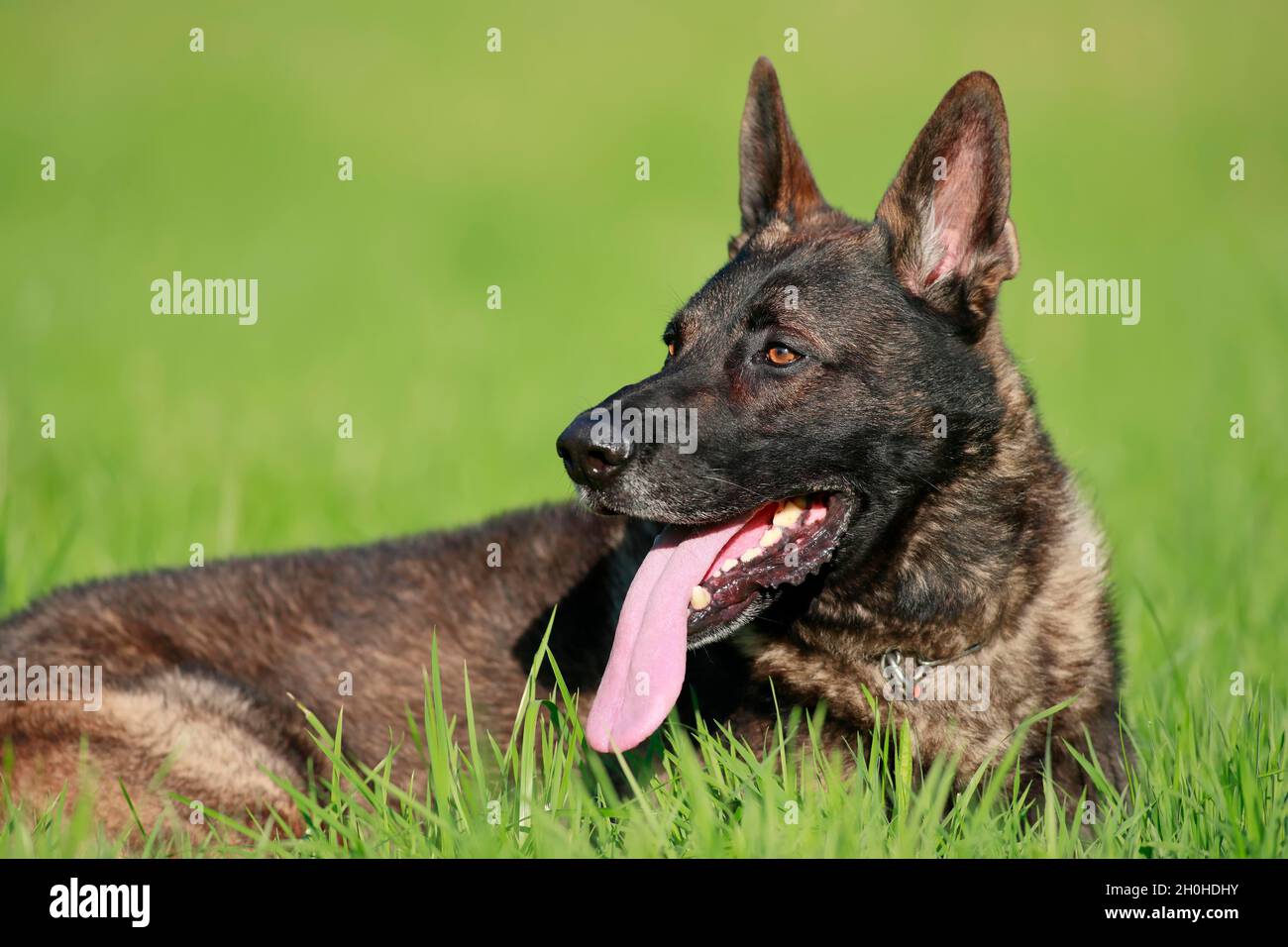 German shepherd Domestic dog (Canis lupus familiaris), adult, male ...