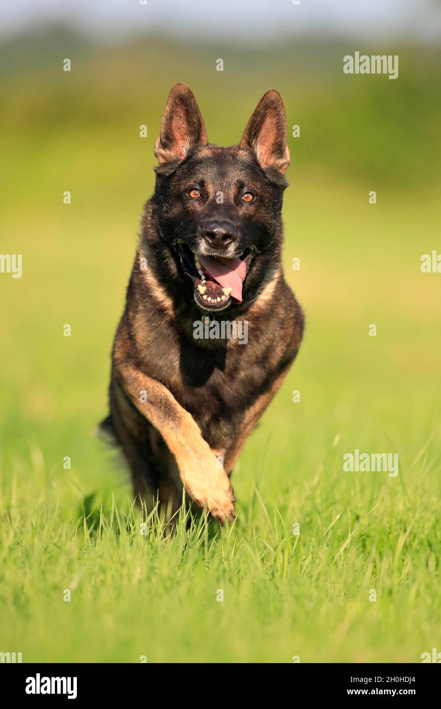 German shepherd Domestic dog (Canis lupus familiaris), adult, male ...
