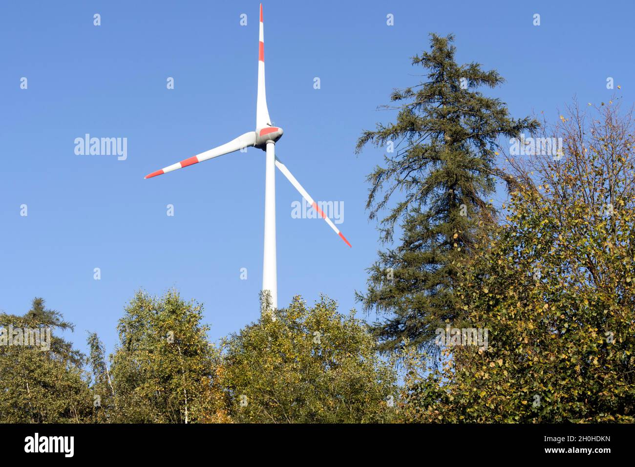 A wind turbine for electricity generation stands in a mixed forest ...
