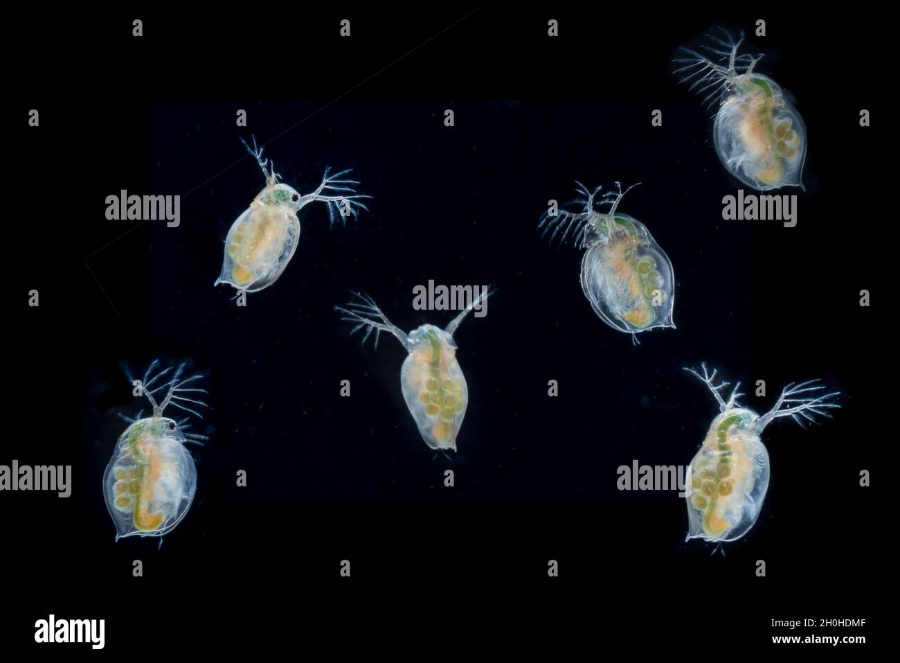 Daphnia magna (Daphnia Magna) with eggs and larvae Stock Photo - Alamy