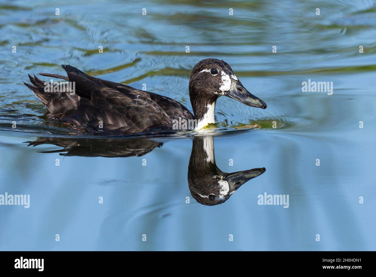 Hybrid duck hi-res stock photography and images - Alamy