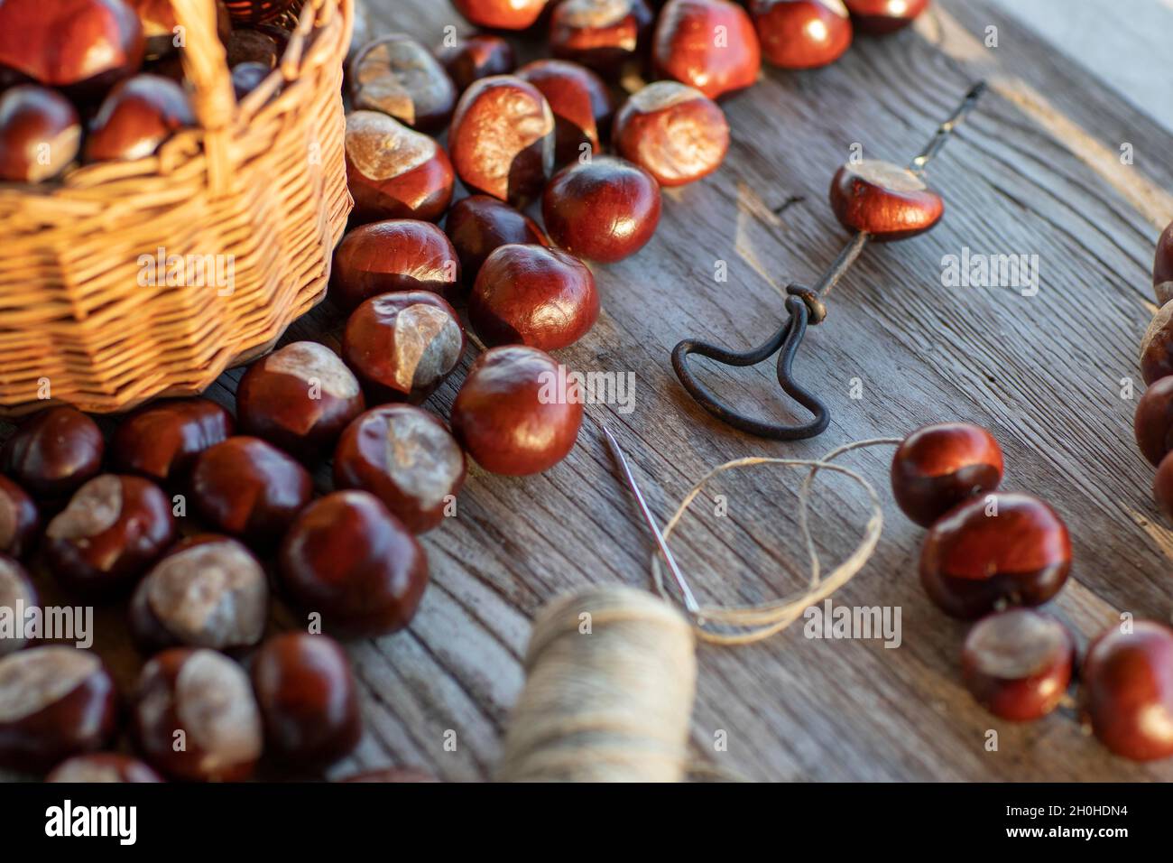 Chestnut string with seeds of the common sweet buckeye (Aesculus flava ...