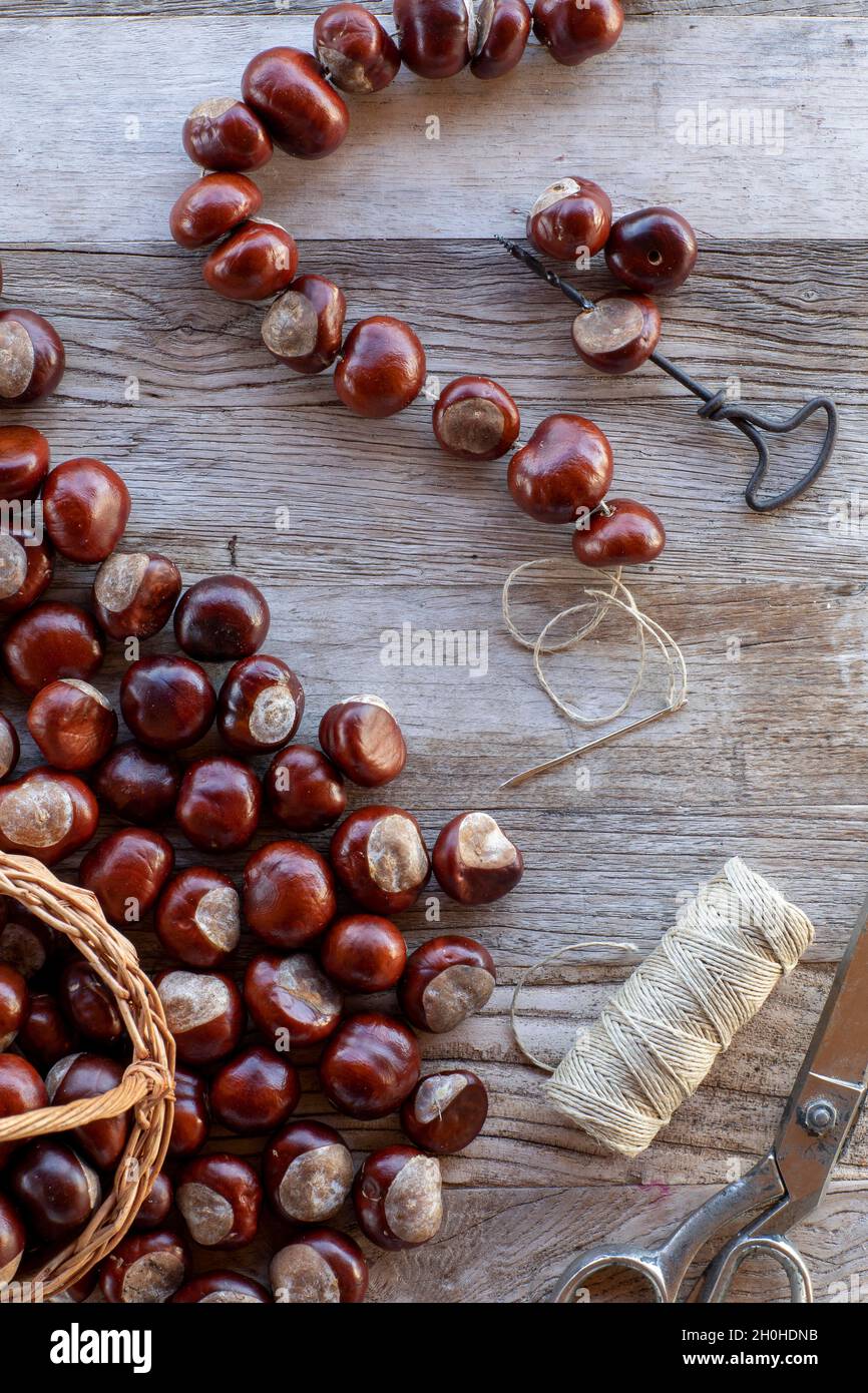 Aesculus flava hi-res stock photography and images - Alamy