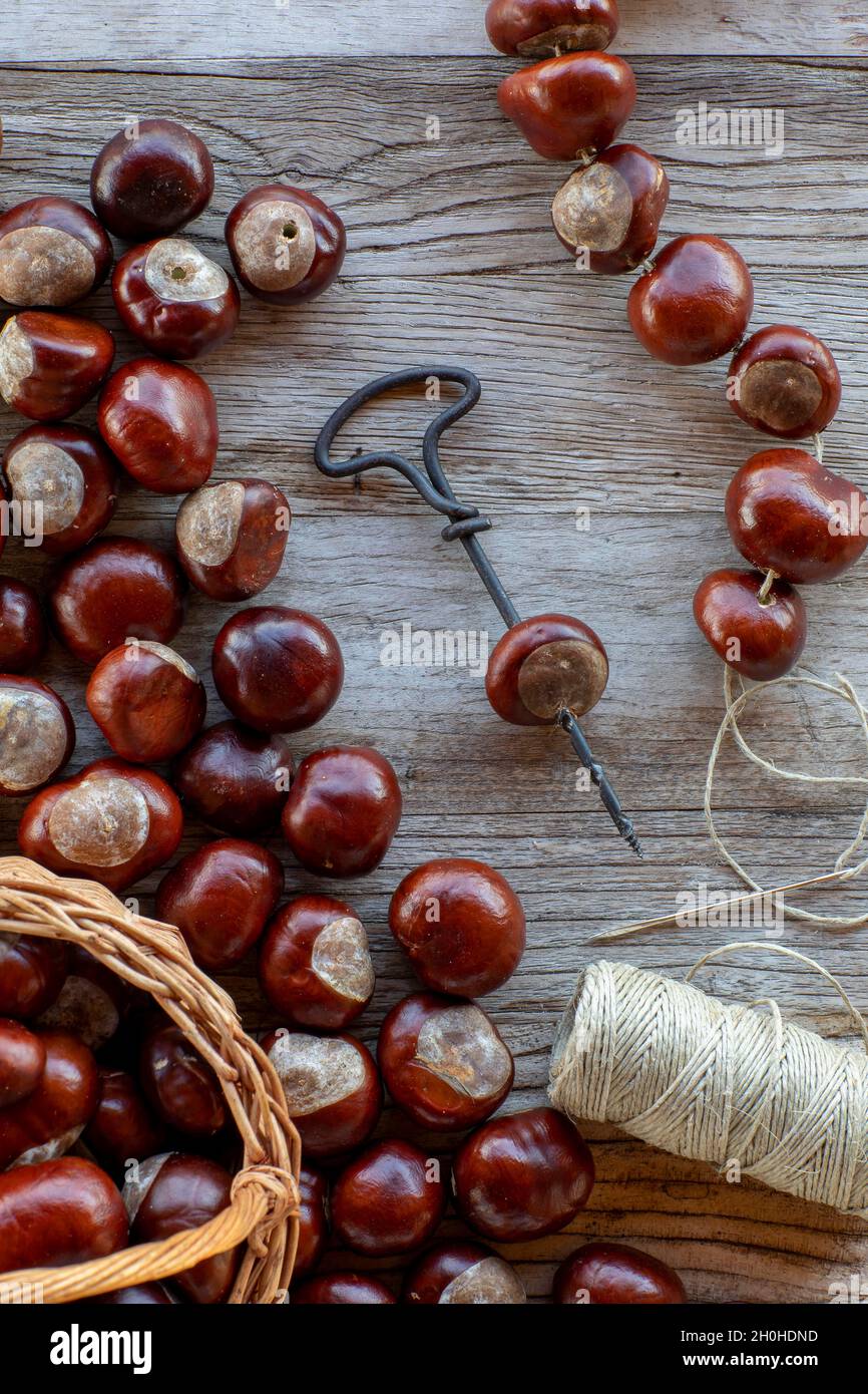 Chestnut string with seeds of the common sweet buckeye (Aesculus flava ...