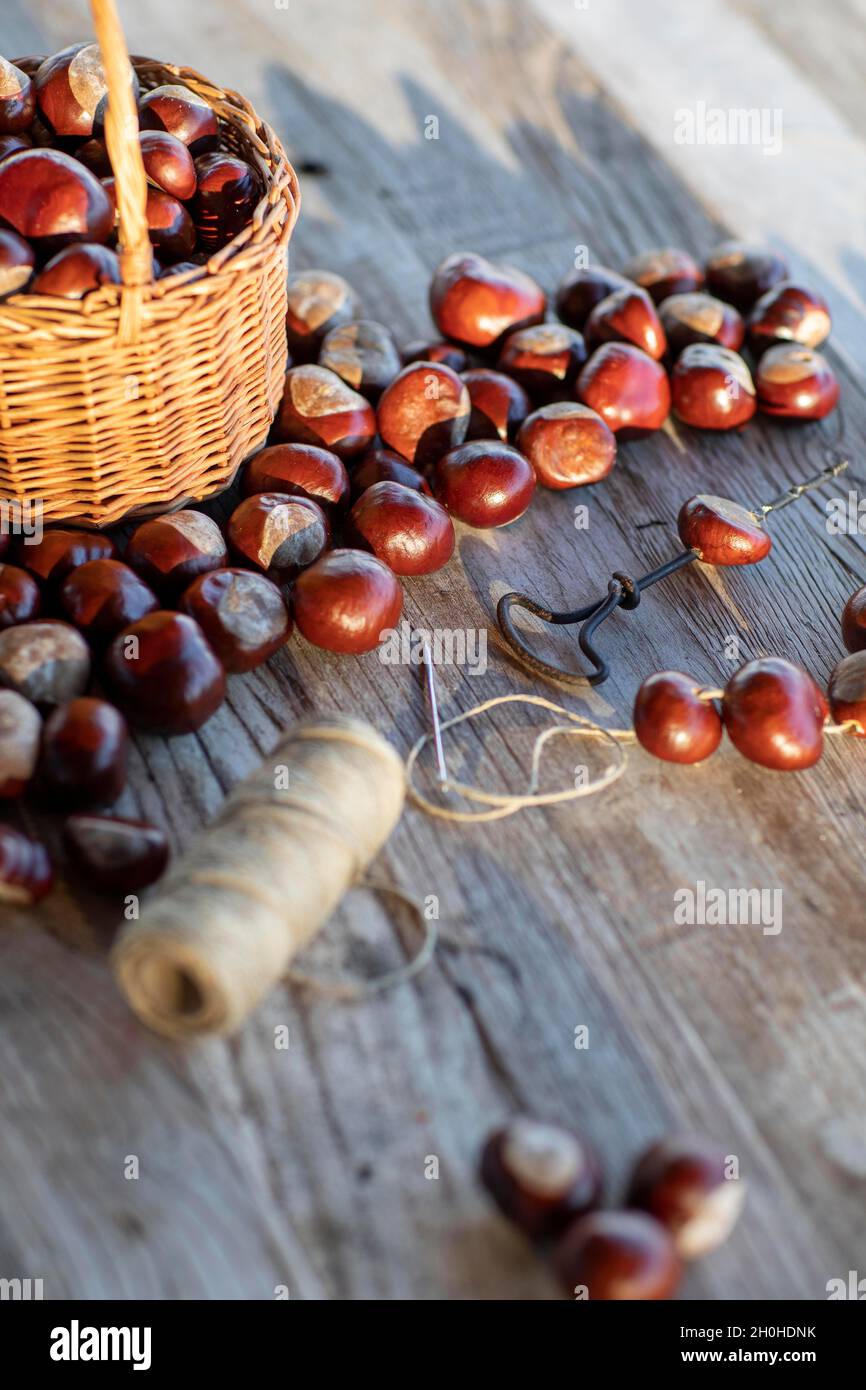 Chestnut string with seeds of the common sweet buckeye (Aesculus flava ...