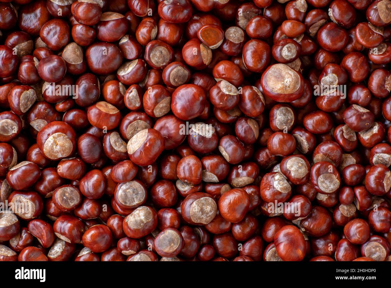 Aesculus flava hi-res stock photography and images - Alamy