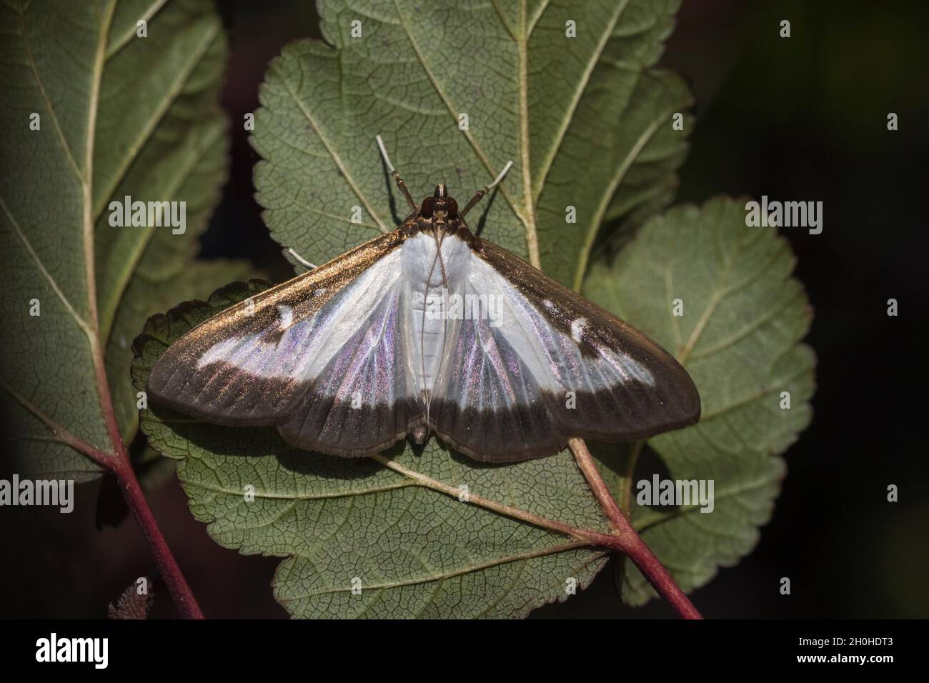 Box tree moth (Cydalima perspectalis) on the underside of a leaf, Hesse ...