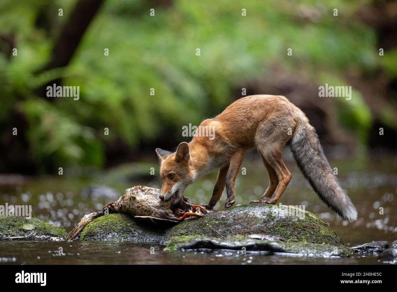 Fox and duck hi-res stock photography and images - Alamy