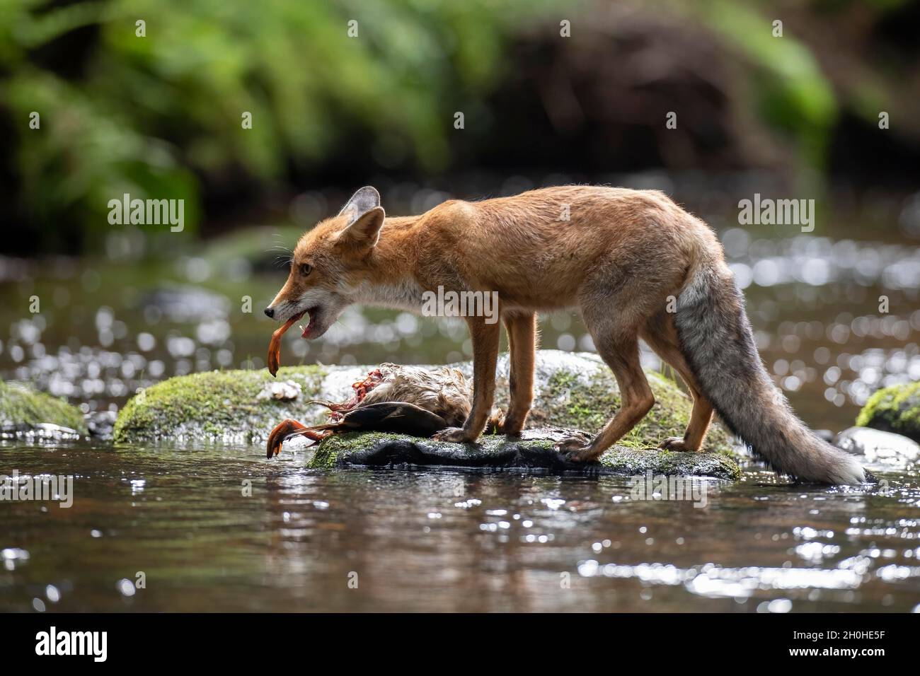 Fox and duck hi-res stock photography and images - Alamy