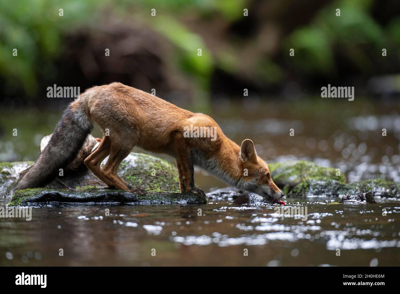Captured duck hi-res stock photography and images - Alamy