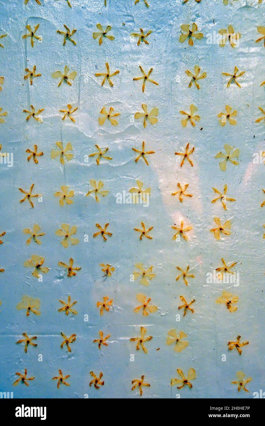 Flowers preserved in animal fat to extract the fragrance, perfume ...