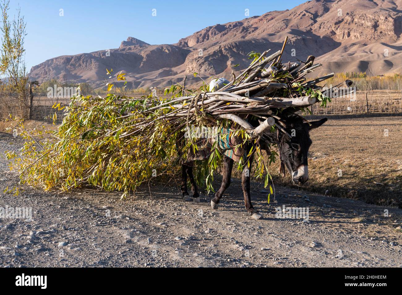 Donkey afghanistan hi-res stock photography and images - Alamy