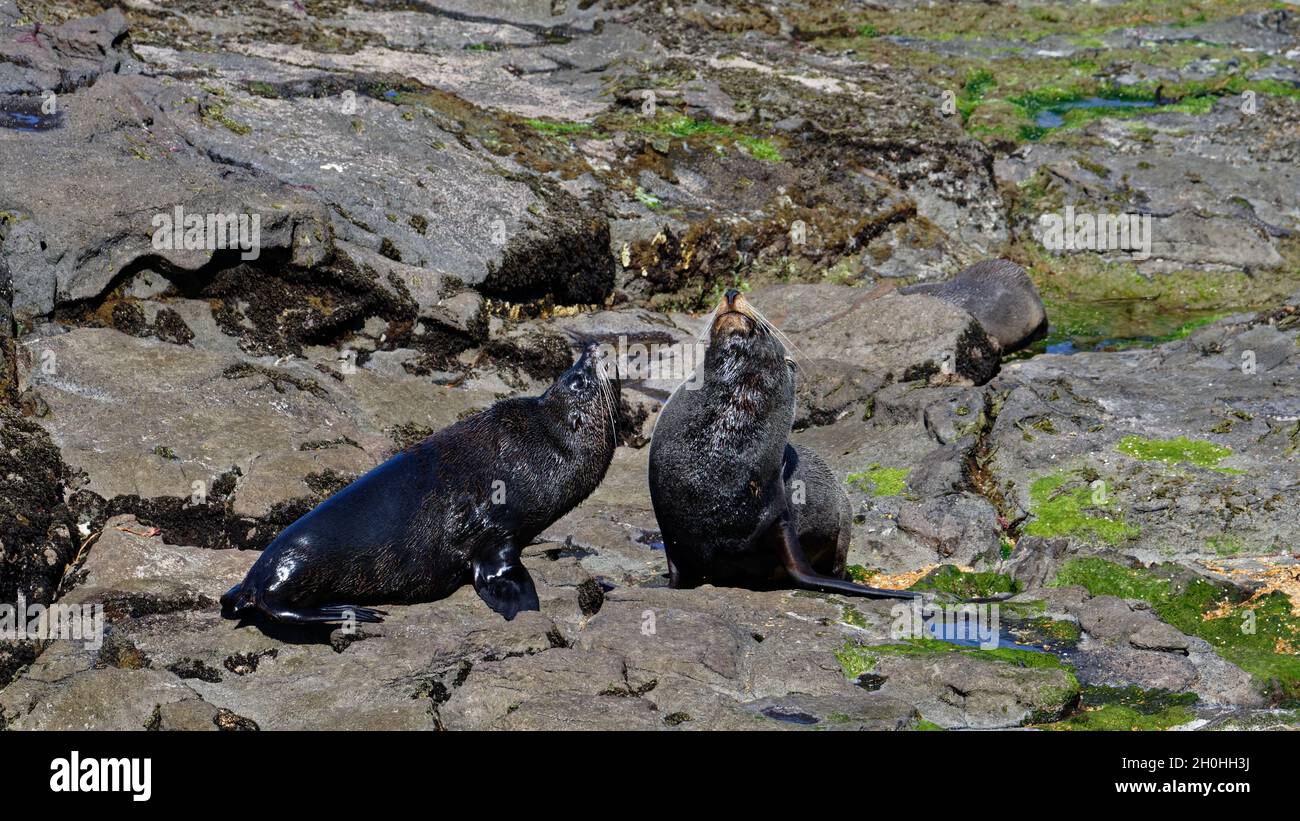 Angry seals hi-res stock photography and images - Alamy