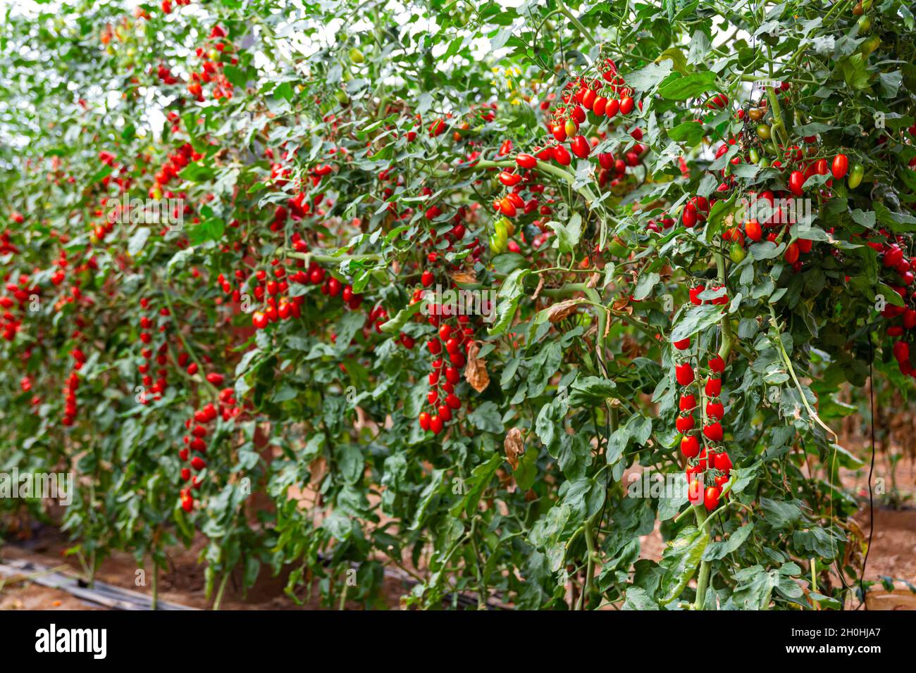 Red grape tomatoes ripening hi-res stock photography and images - Alamy