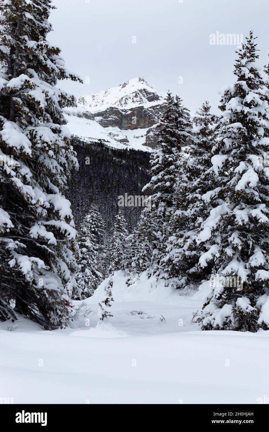 Snow covered trees in the middle of winter, with mountain peaks in ...