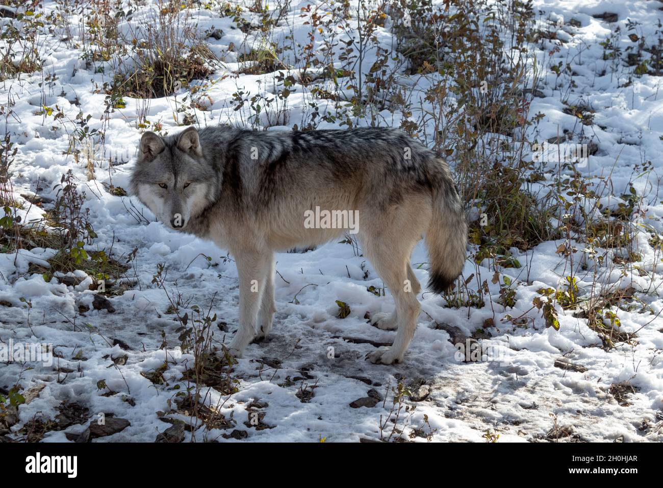 Lean wolf hi-res stock photography and images - Alamy