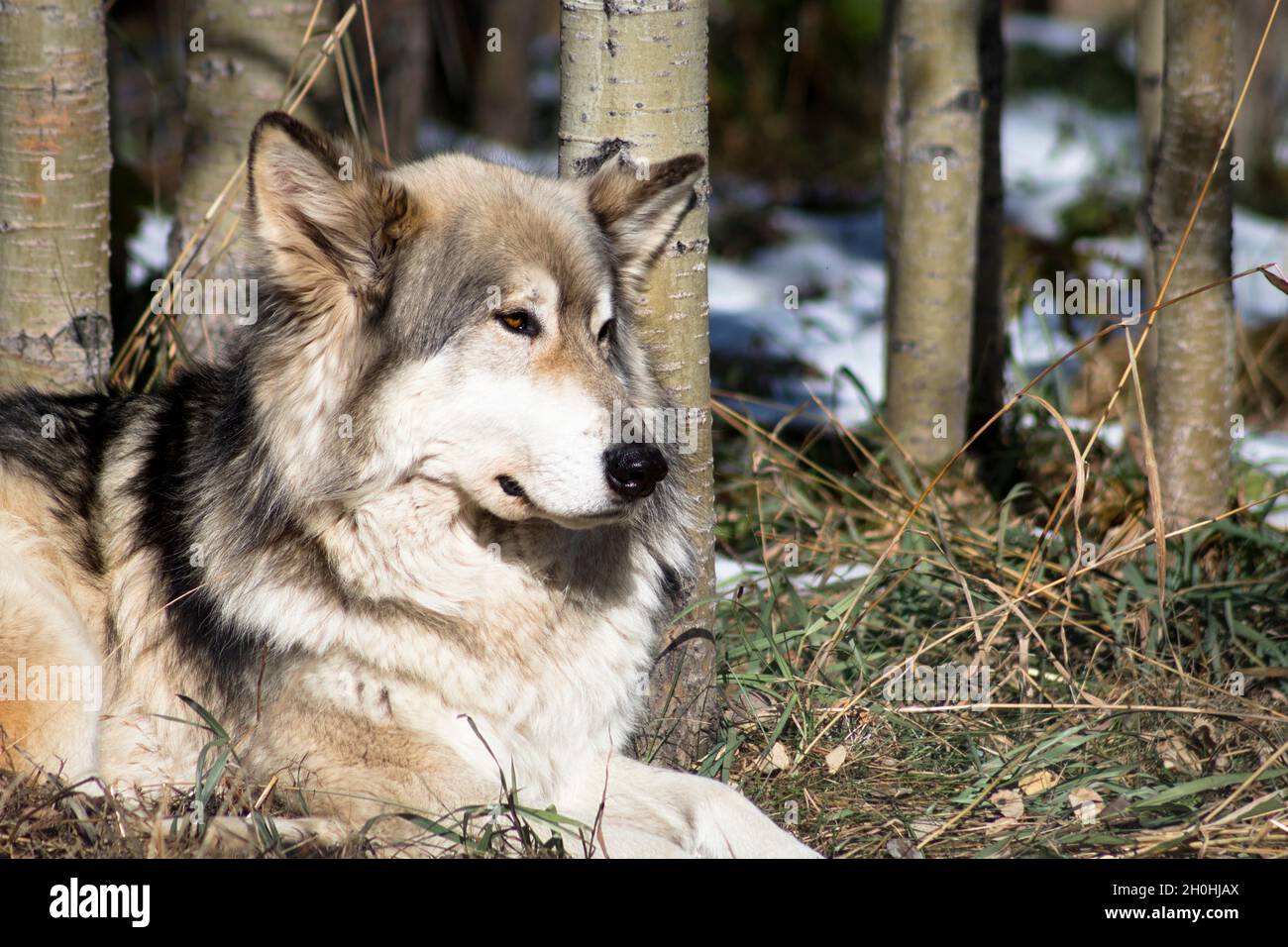 Beautiful wolf dog laying in grass in front of trees at sanctuary Stock ...