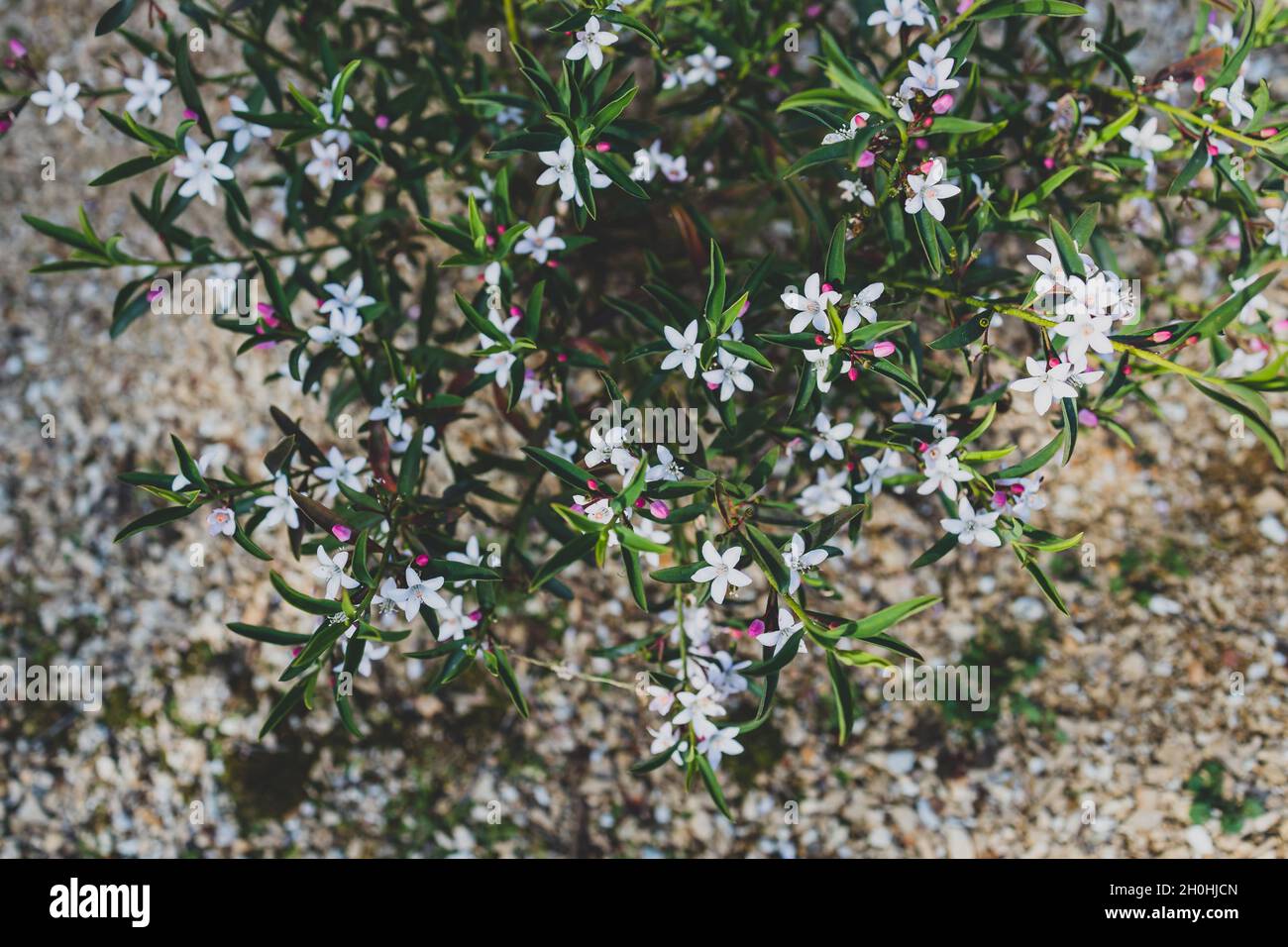 native Australian philotheca plant with white flowers outdoor in ...