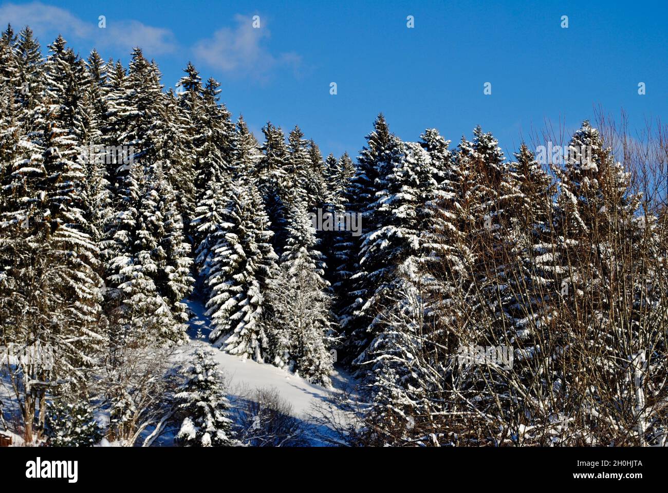 Living dense forest hi-res stock photography and images - Alamy