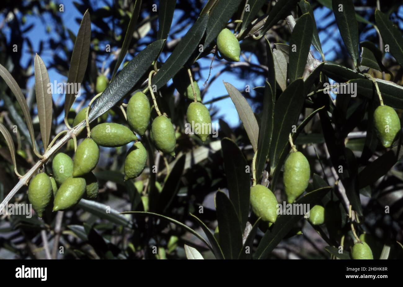 OLEA EUROPEA VAR. BARNEA. OLIVE FRUITS STILL GREEN ON THE TREE, NEW ...