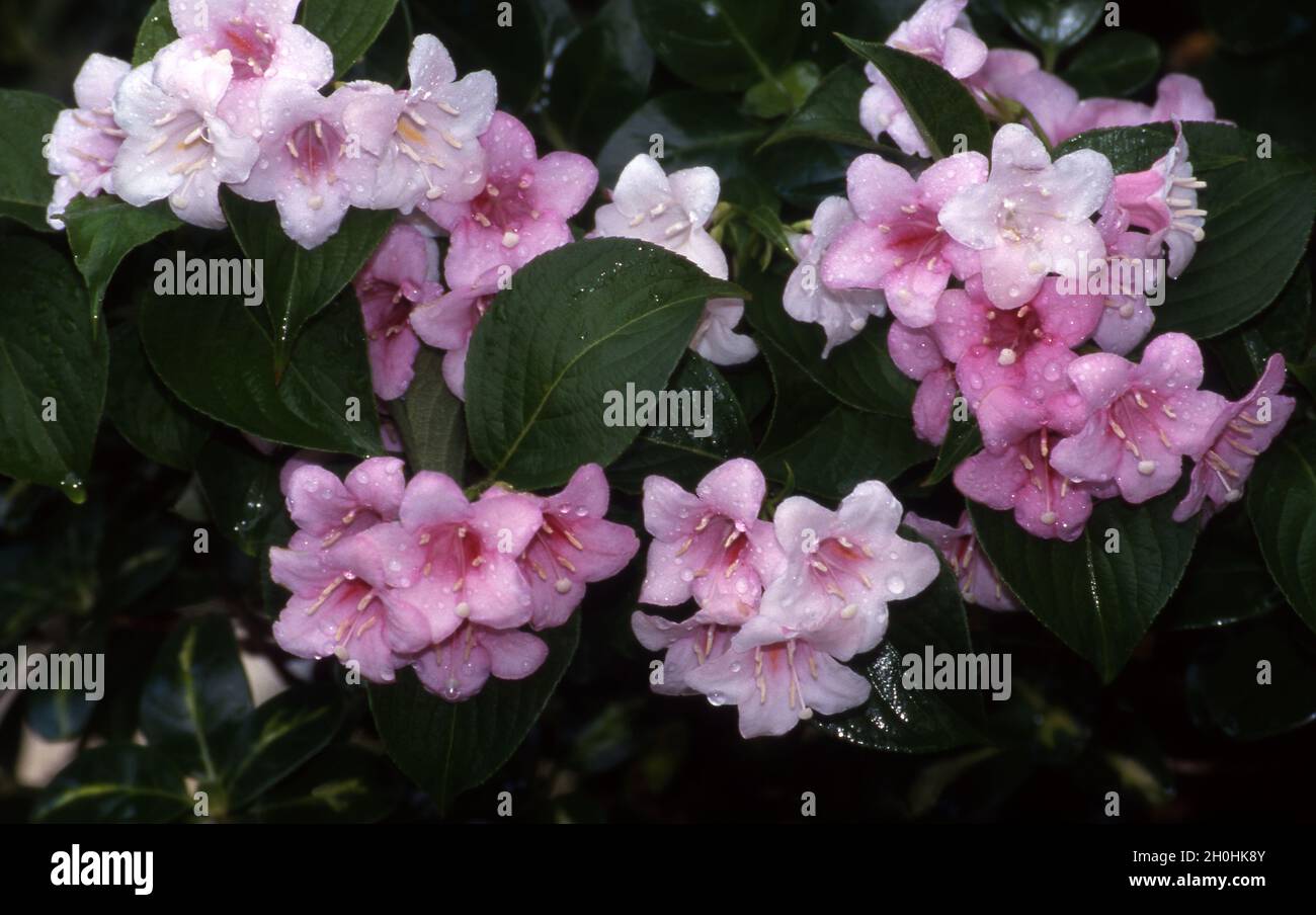 FAIRY TRUMPETS (WEIGELA Stock Photo - Alamy