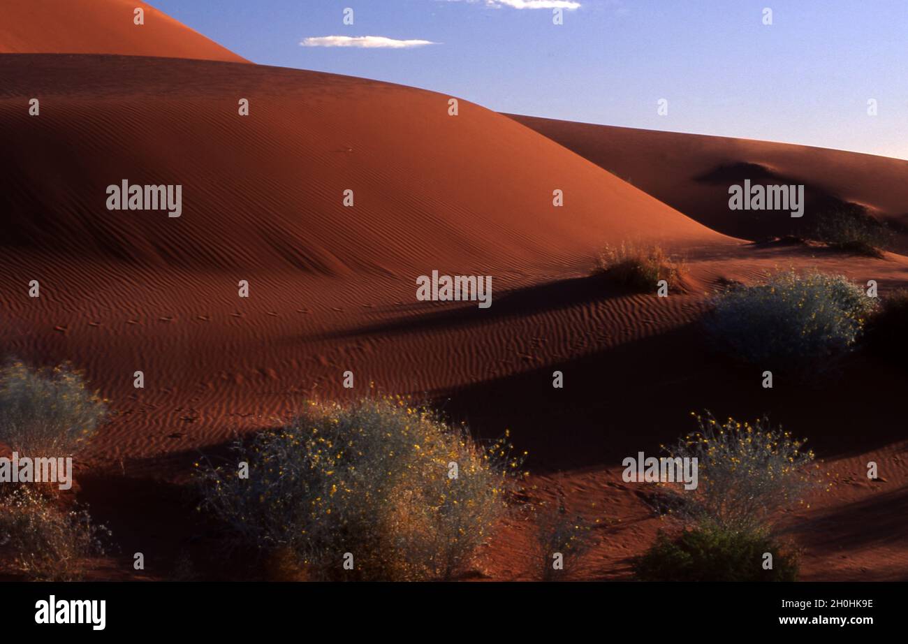 RED SAND DUNES OF THE HARSH SIMPSON DESERT, CENTRAL AUSTRALIA Stock ...