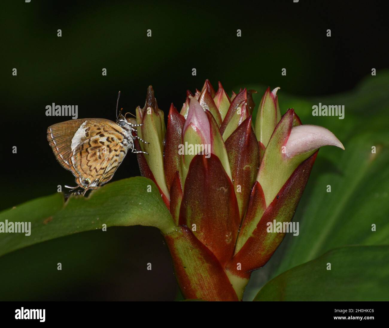 Lifecycle of butterfly hi-res stock photography and images - Alamy