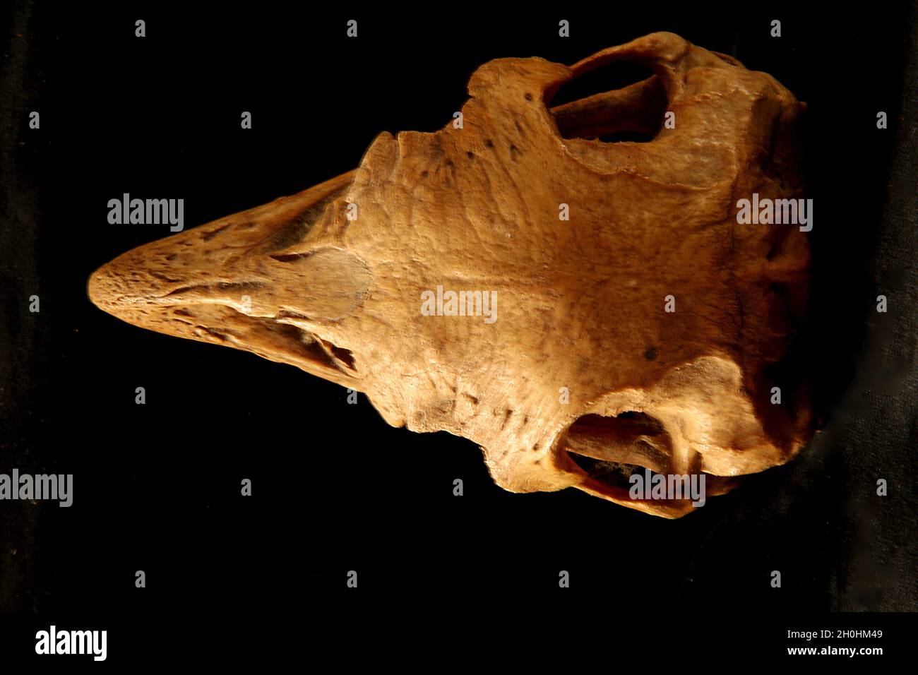 skull of extinct New Zealand bush moa (Anomalopteryx didiformis Stock ...