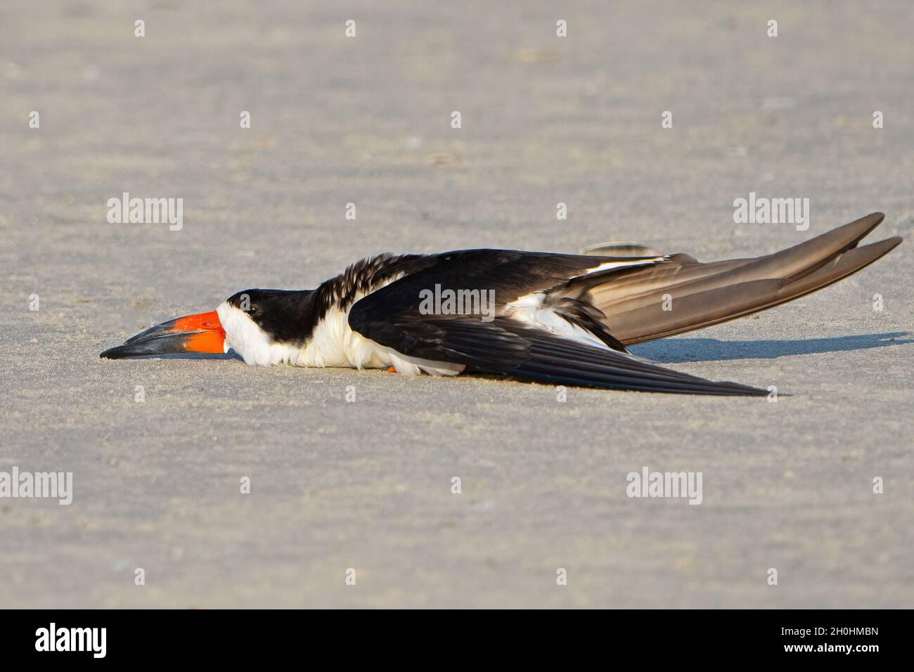 Black Skimmer Resting on the Beach Stock Photo - Alamy