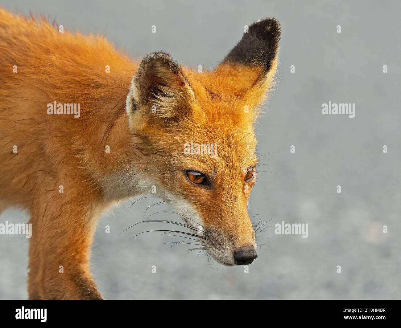 Red fox close up hi-res stock photography and images - Alamy