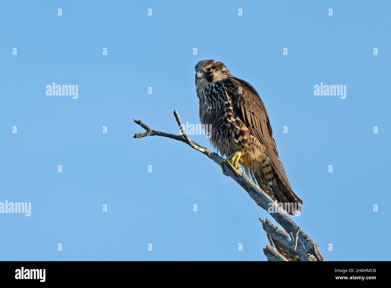 Juvenile peregrine falcon hi-res stock photography and images - Alamy
