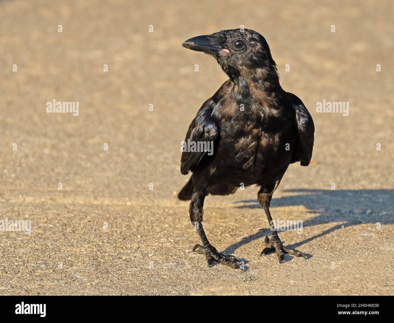 Juvenile American Crow Standing on the Ground Stock Photo - Alamy