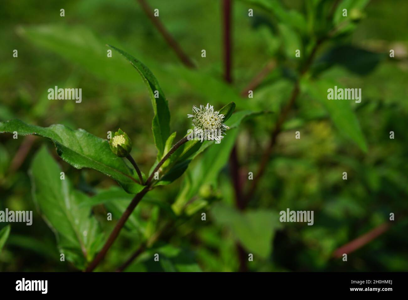 Eclipta alba (Urang-aring, false daisy, false daisy, yerba de tago ...
