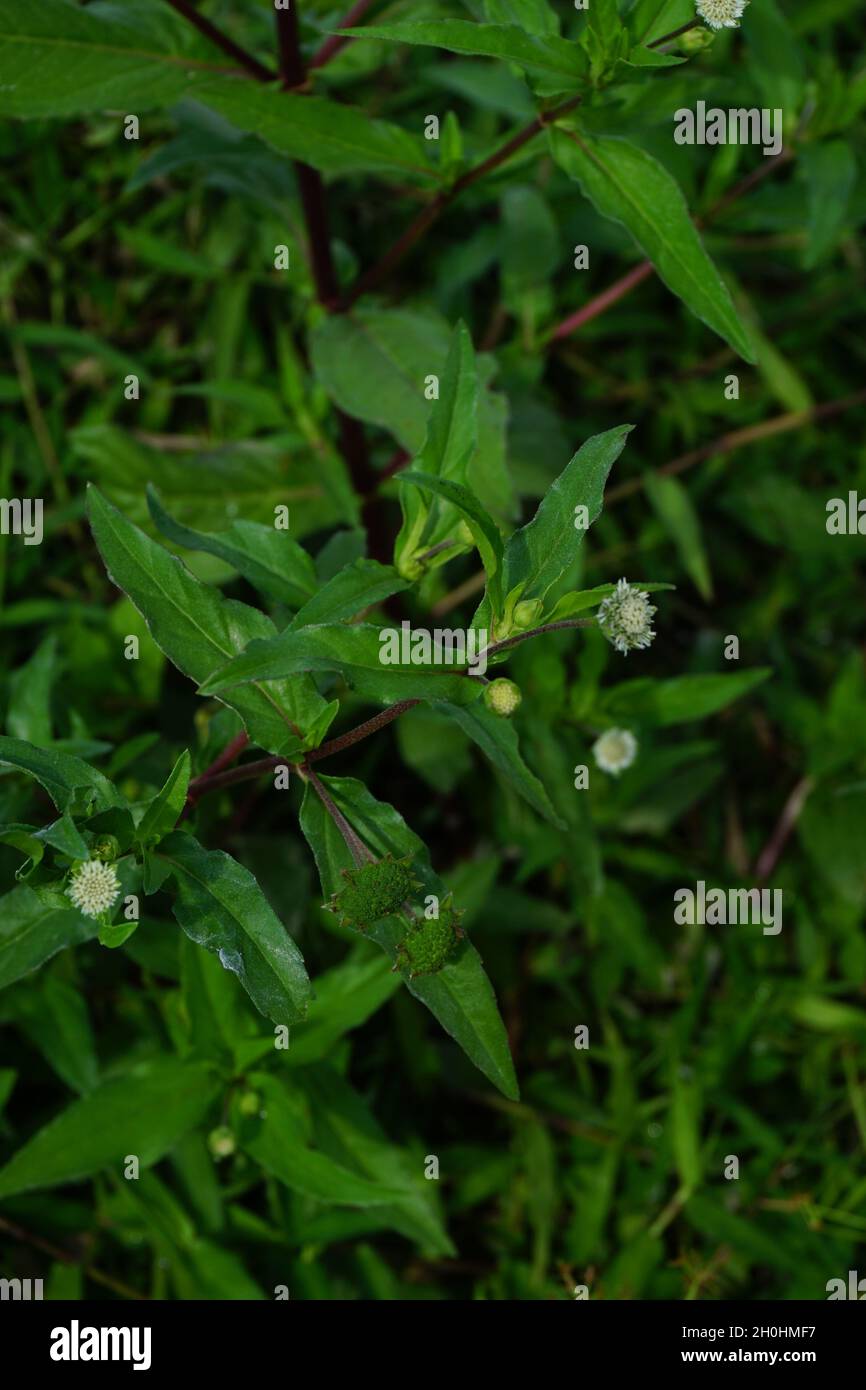 Eclipta alba (Urang-aring, false daisy, false daisy, yerba de tago ...
