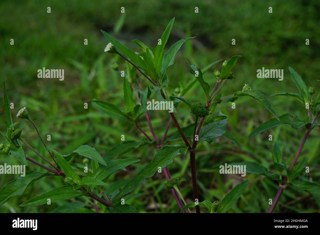 Eclipta alba (Urang-aring, false daisy, false daisy, yerba de tago ...