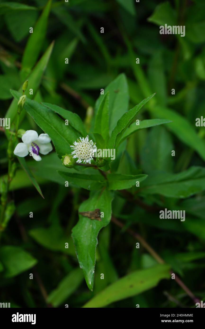 Eclipta alba (Urang-aring, false daisy, false daisy, yerba de tago ...