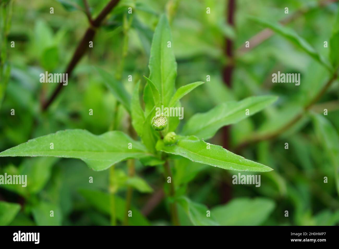 Eclipta alba (Urang-aring, false daisy, false daisy, yerba de tago ...