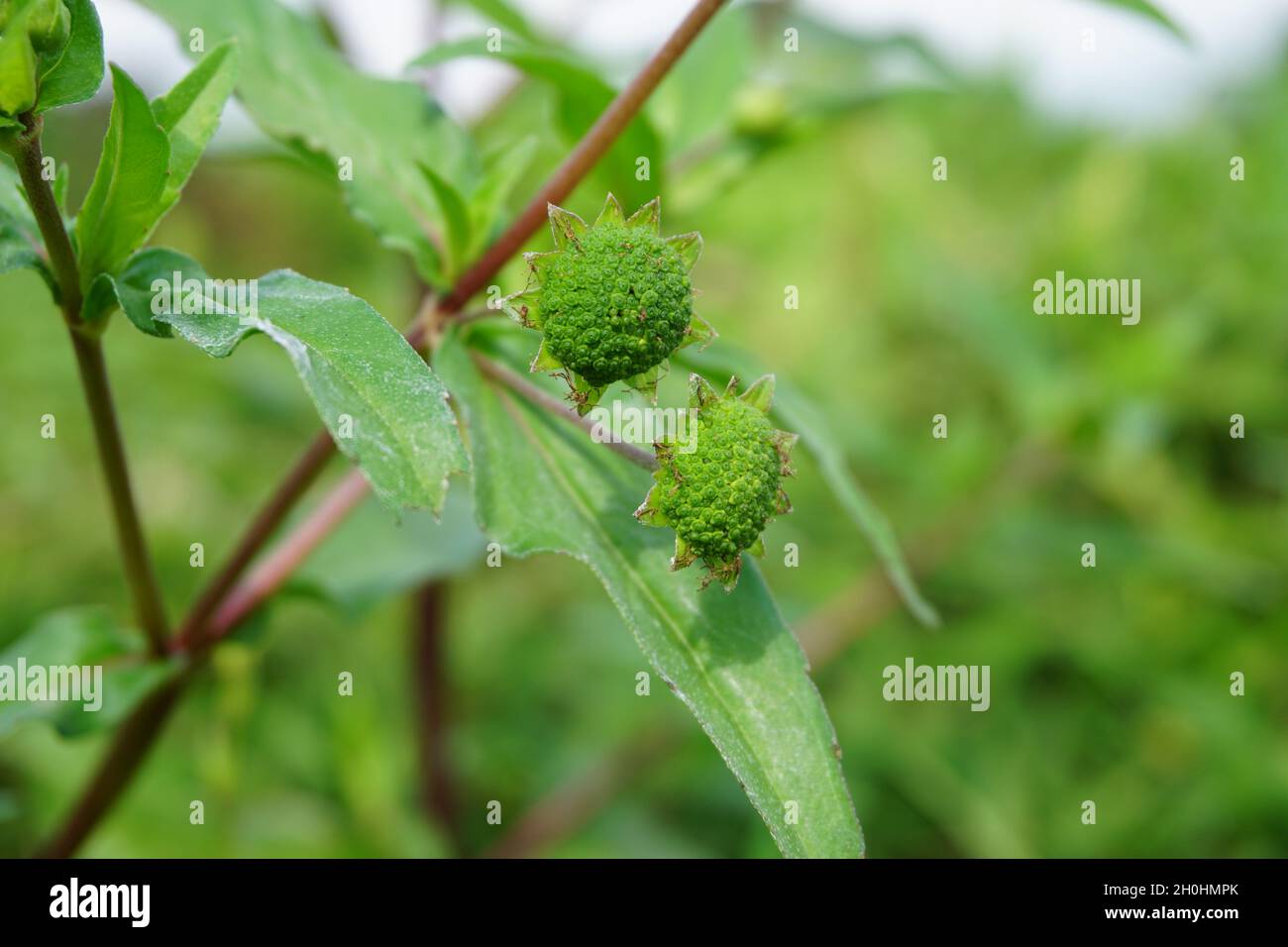 Eclipta alba (Urang-aring, false daisy, false daisy, yerba de tago ...