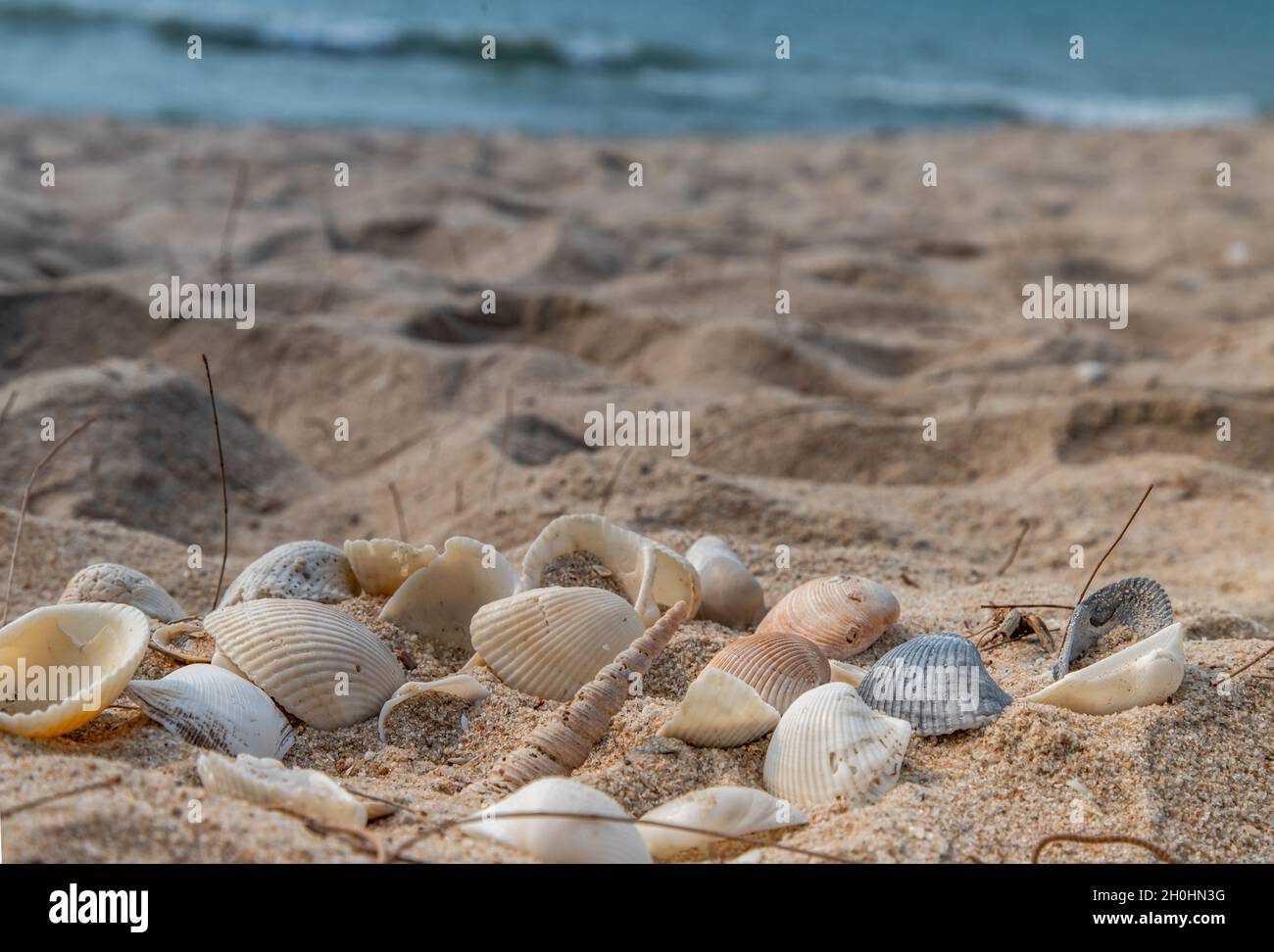 Seashell in sand on the beach and copy space. Sand pattern of a beach ...