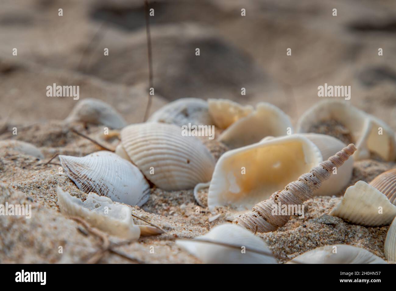 Close-up of Seashell in sand on the beach and copy space. Sand pattern ...