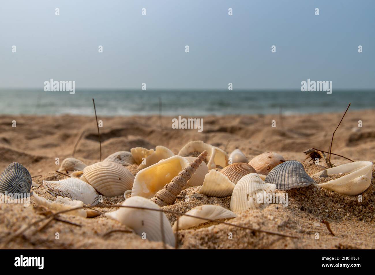 Seashell in sand on the beach and copy space. Sand pattern of a beach ...