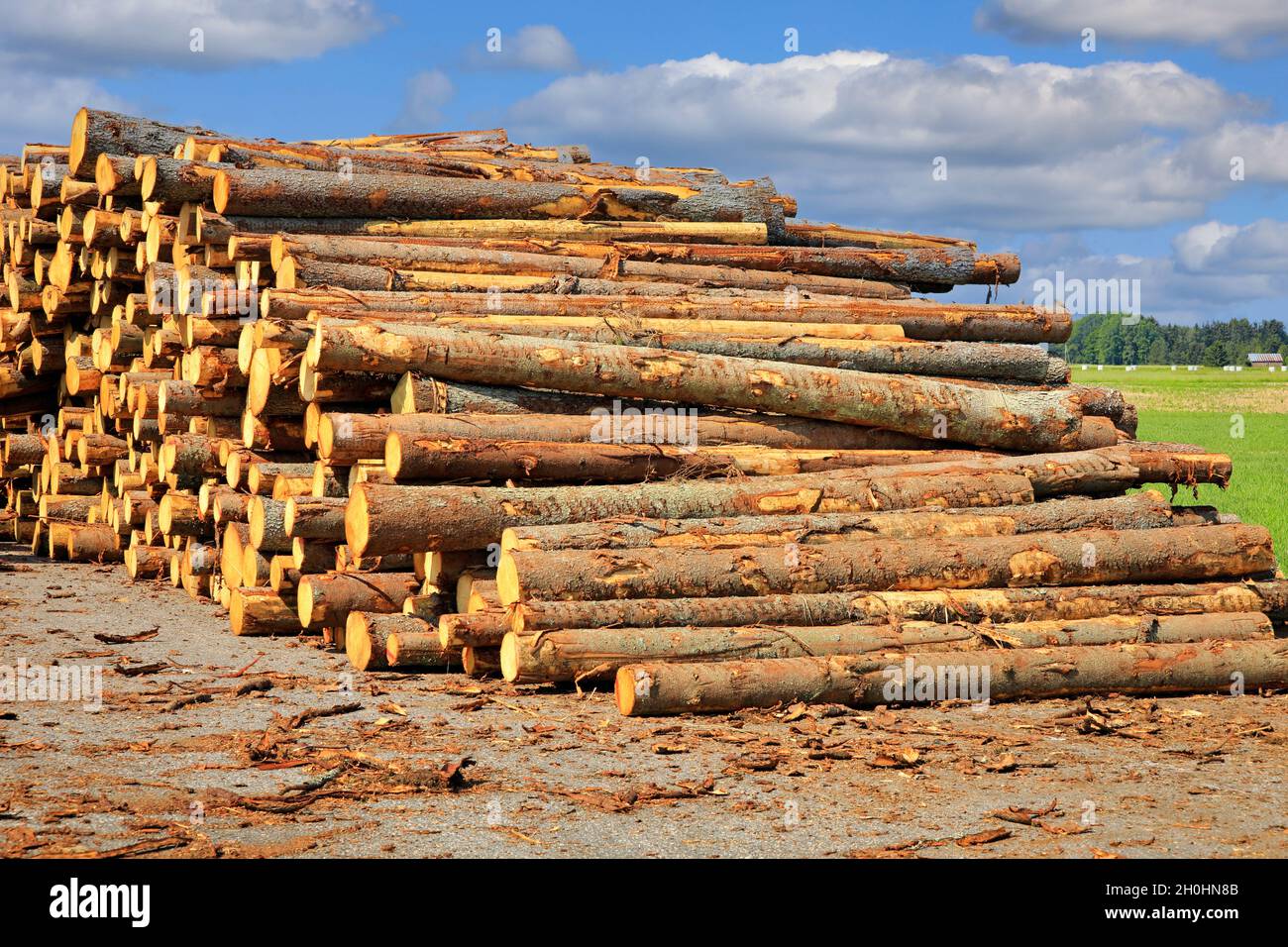 Large stack of spruce logs at the sawmill in summer sunlight Stock ...